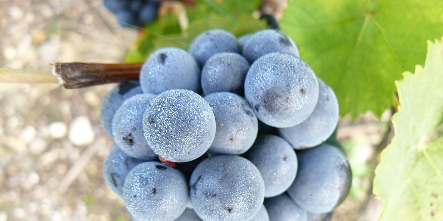 Wein in Österreich: Die lange Tradition des Weinbaus